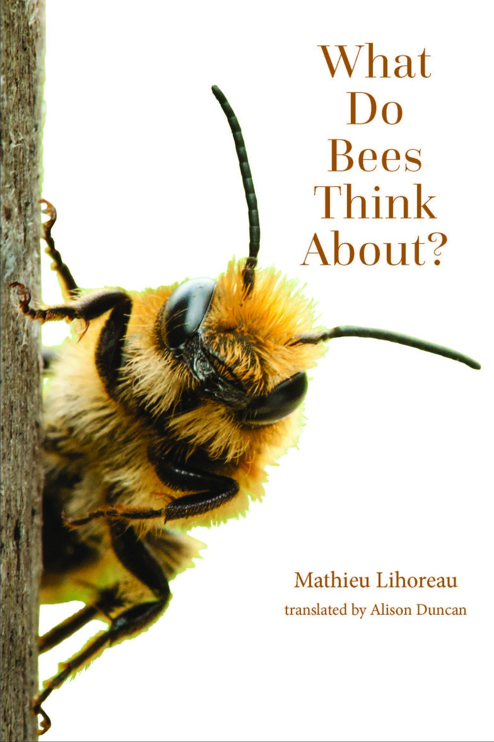 What Do Bees Think About? | Hopkins Press