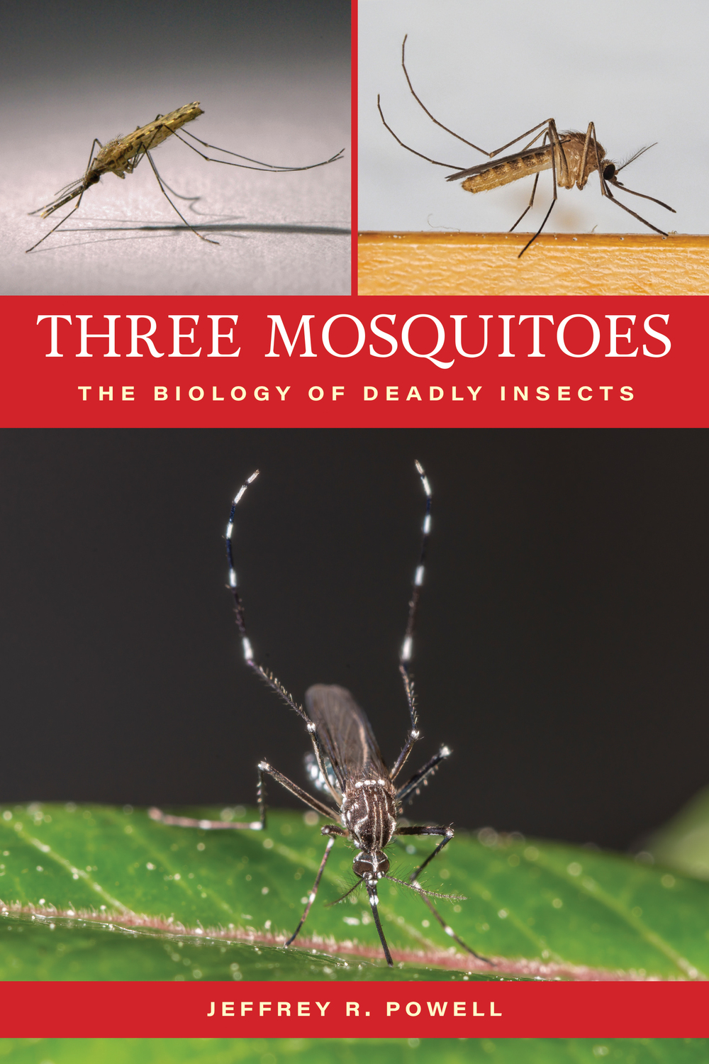 Three Mosquitoes | Hopkins Press