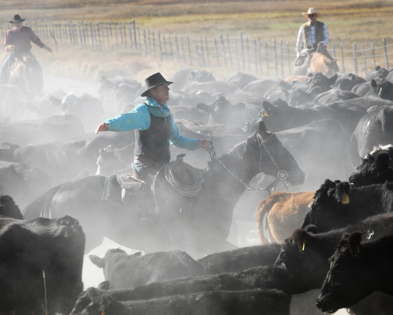 Cowboys: Shaking Off the Dust | Hopkins Press