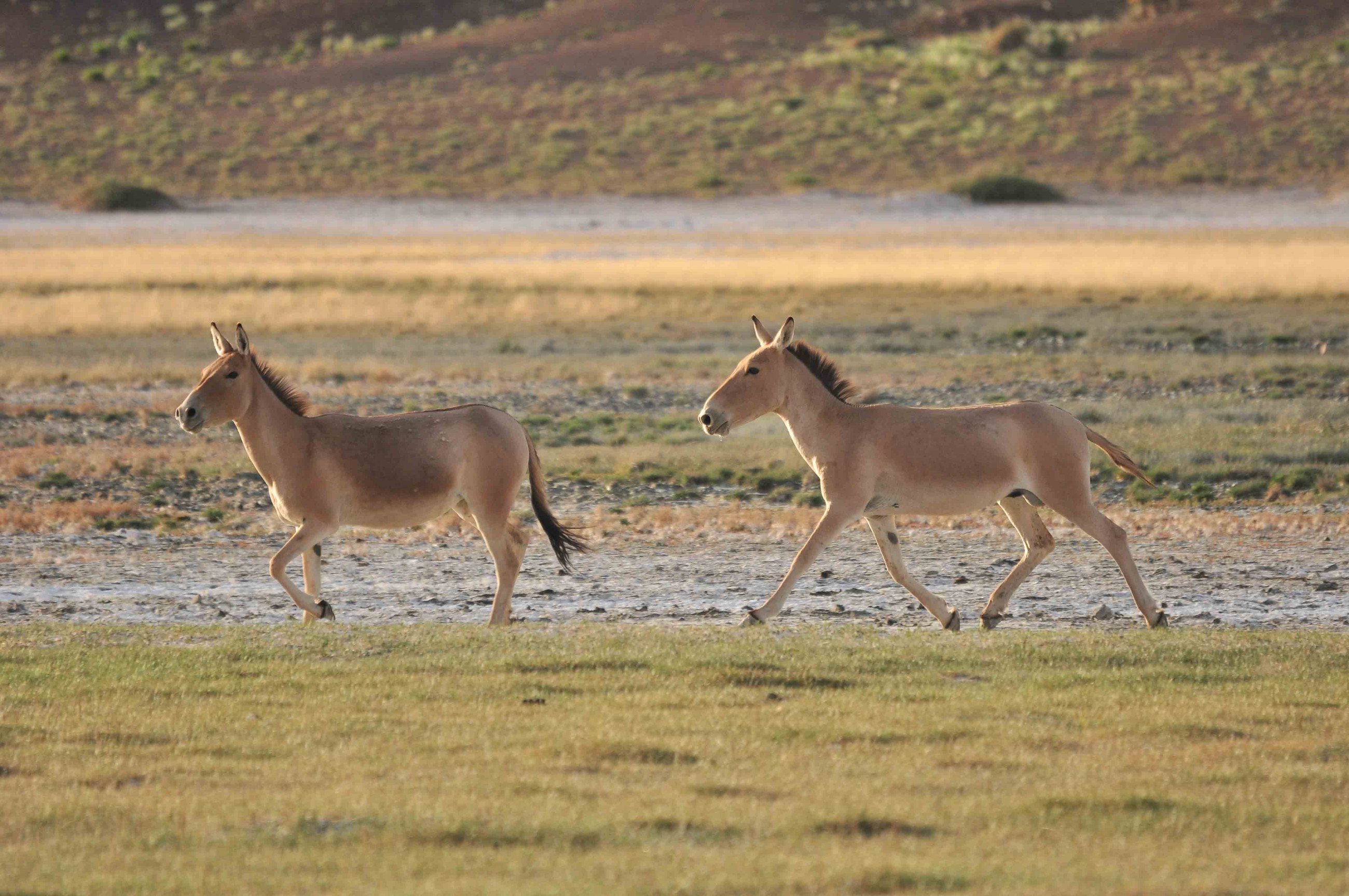 From Counting Asses in the Gobi to Counting on Many Authors to Edit a ...