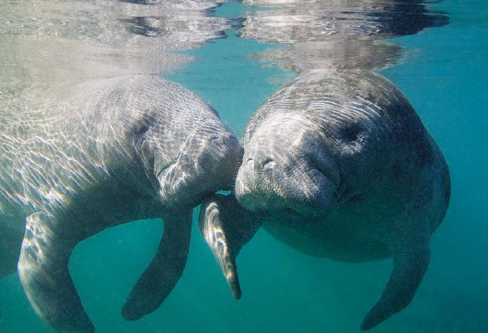 How Many Manatees is Enough? | Hopkins Press