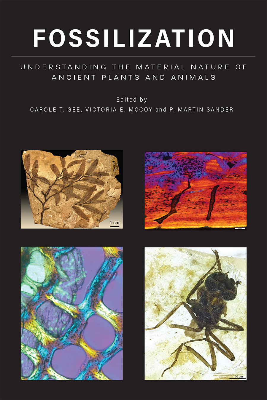 The Glorious, Colorful World of Fossils | Hopkins Press