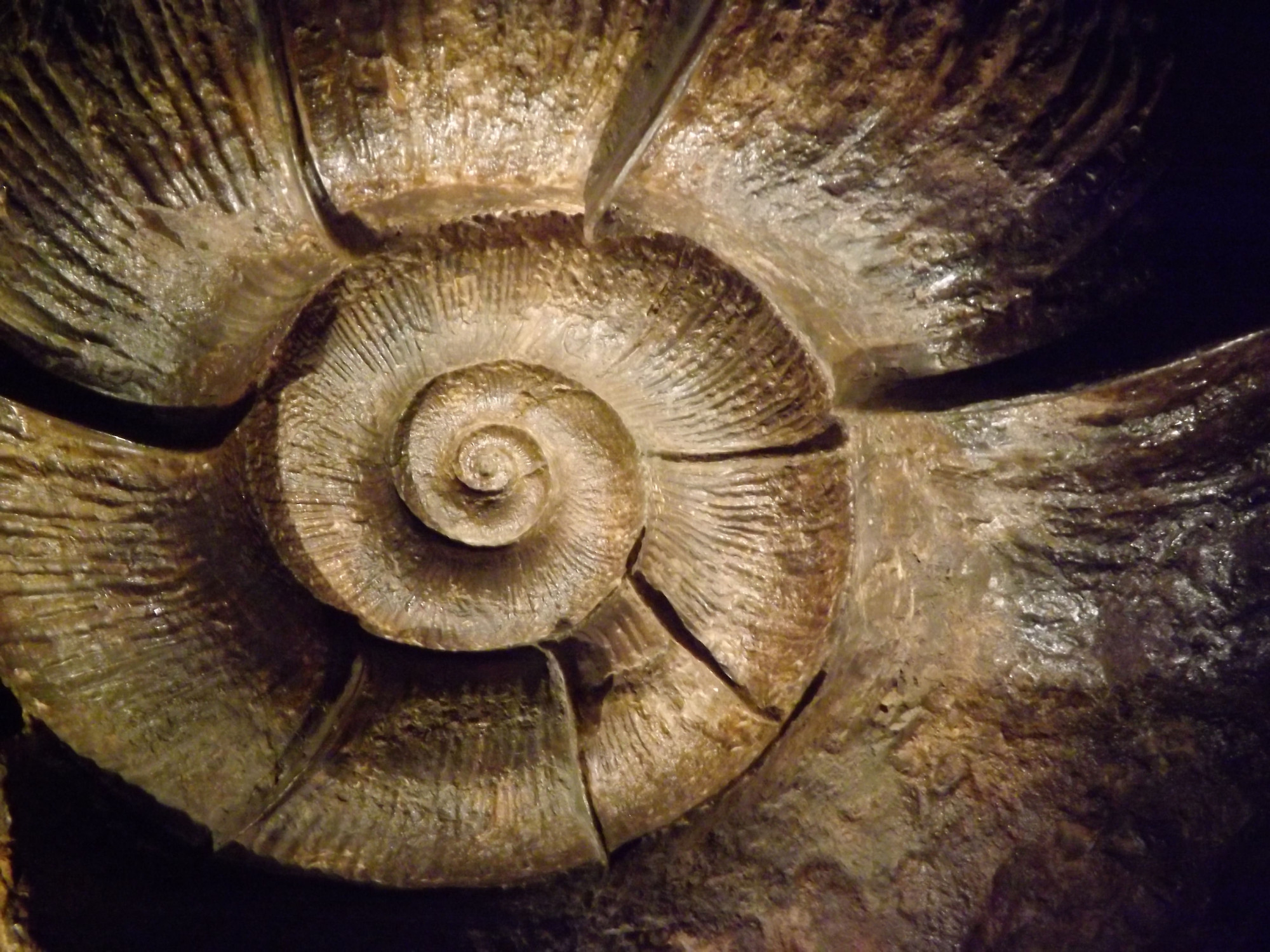 Women Time Travelers and the Study of Ancient Life | Hopkins Press