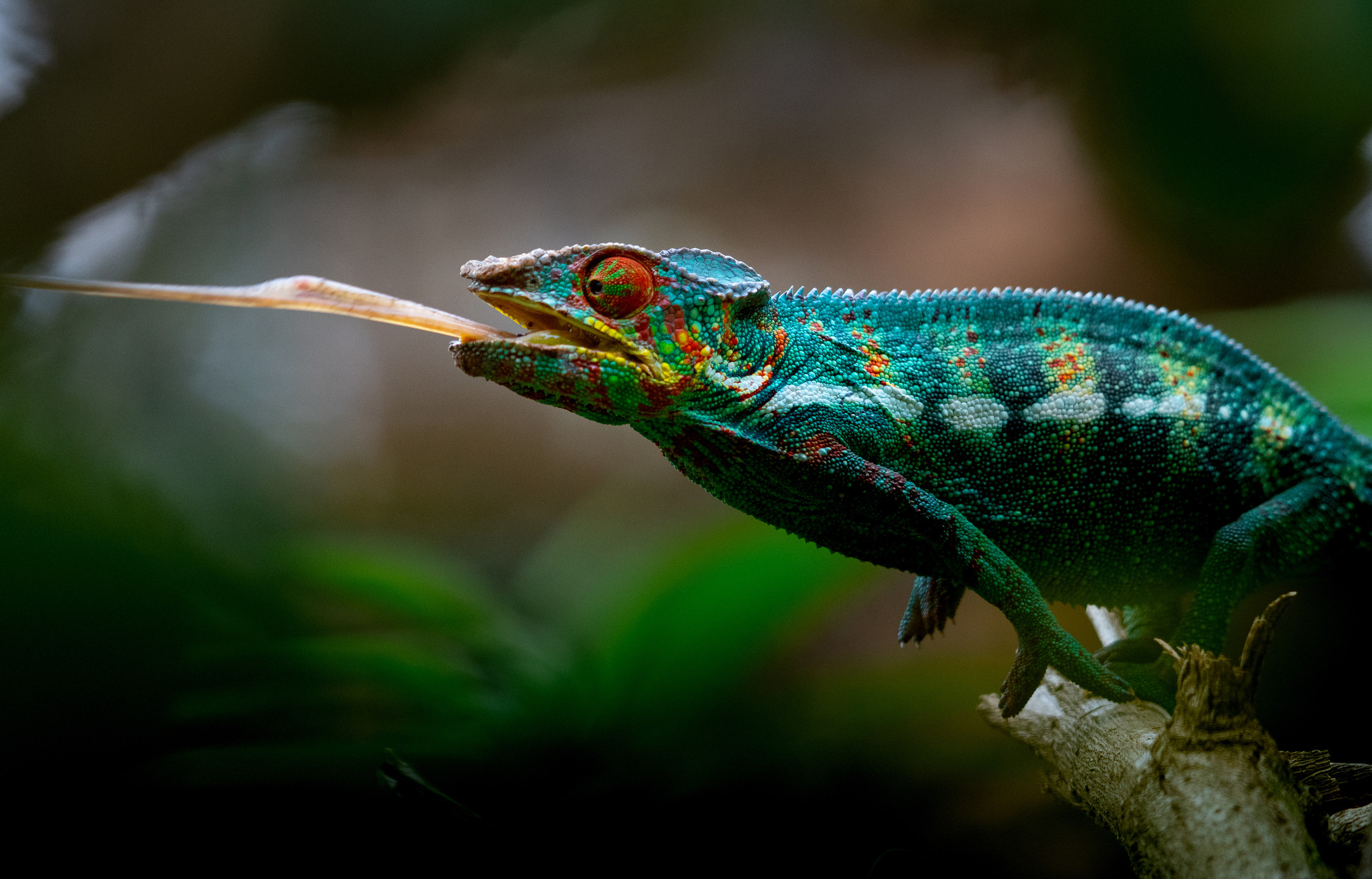 Lizards of the World | Hopkins Press